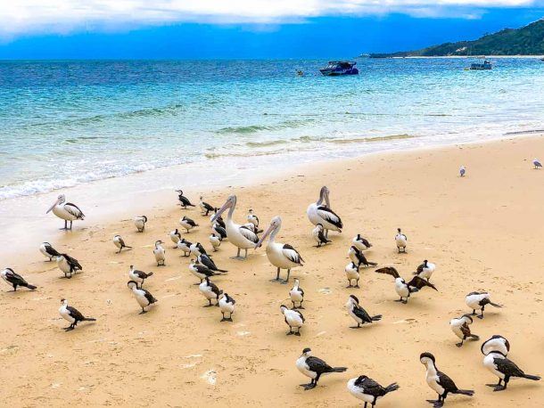 Visiting Tangalooma - Our Tangalooma Review