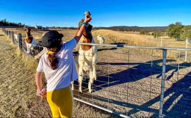 25 of the Very Best Things to do in Stanthorpe with Kids | Thrifty ...