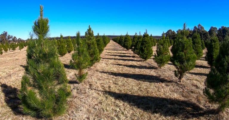 25 of the Very Best Things to do in Stanthorpe with Kids | Thrifty ...