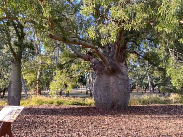 Best Things to do in Roma, Qld - Thrifty Family Travels