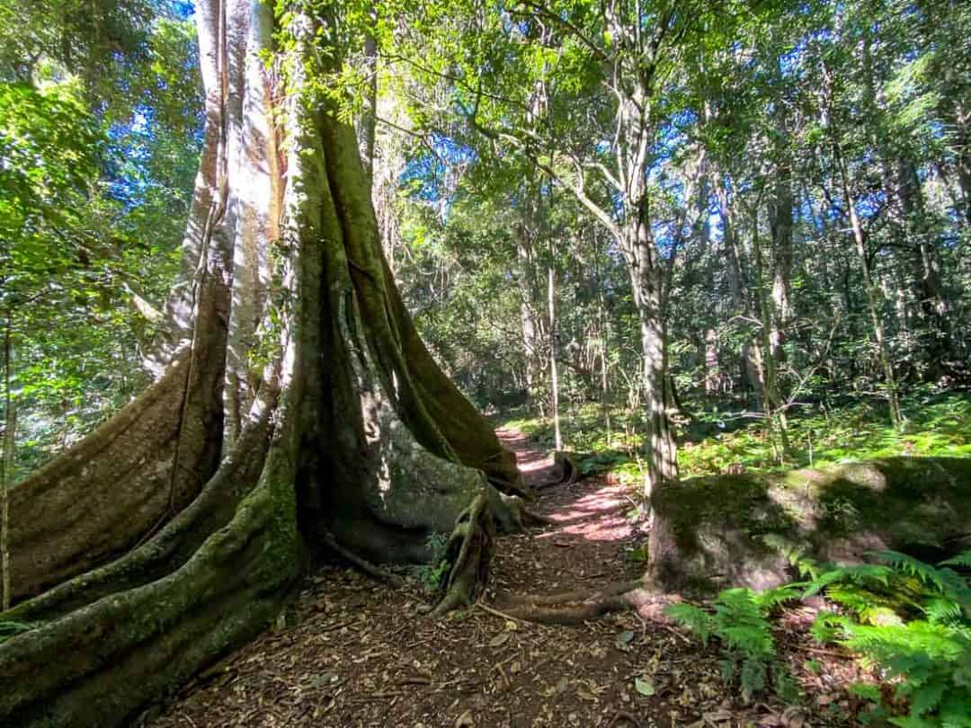 Best Things to do at Bunya Mountains - Thrifty Family Travels