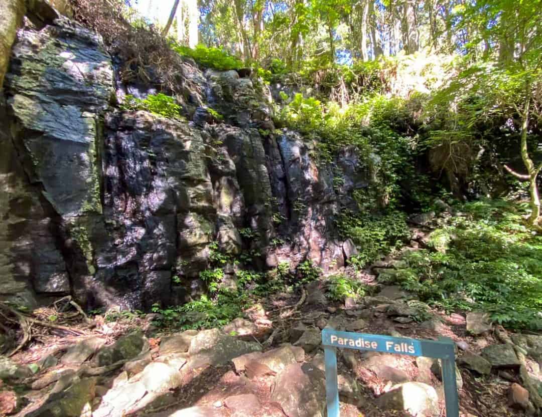 Best Things to do at Bunya Mountains - Thrifty Family Travels