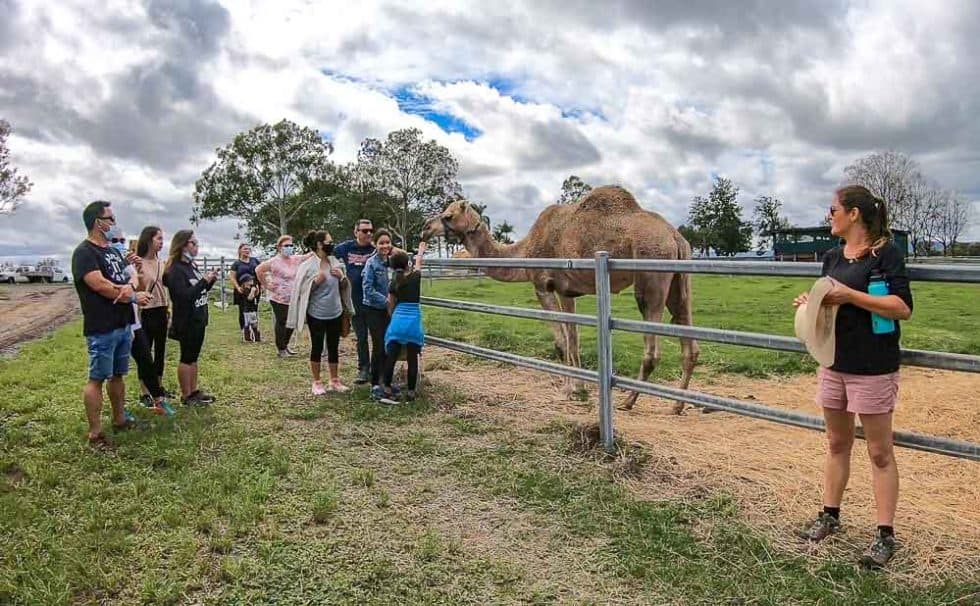 Visiting the Summer Land Camels - Thrifty Family Travels