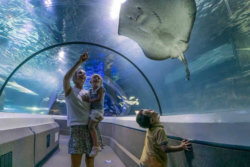 40 Super Awesome and Fun Things to do on the Sunshine Coast with Kids ...